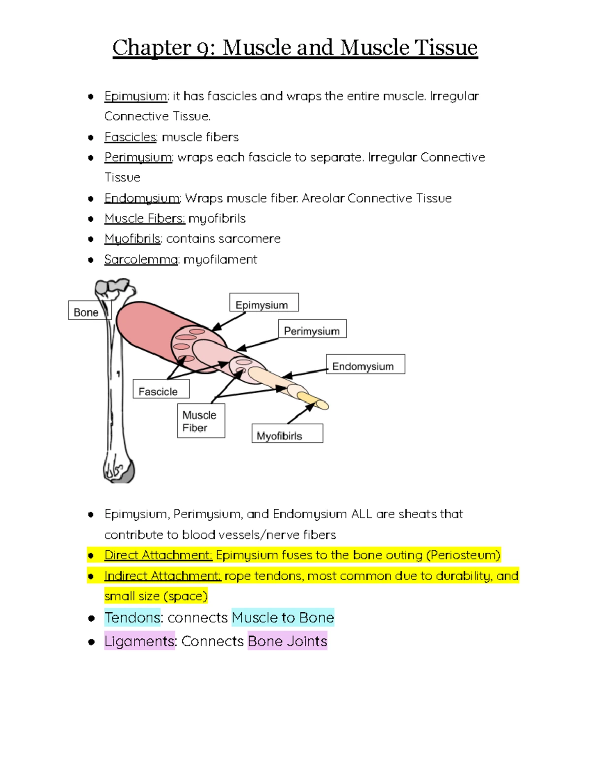 Chapter 9: Muscle and Muscle Tissue Quiz Questions Anatomy and ...