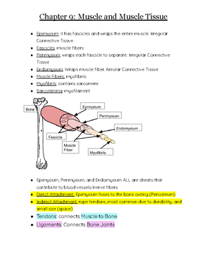 AP - Lab Ex. 08 review sheet chapter 8 Overview of the Skeleton: Classification and Name ...