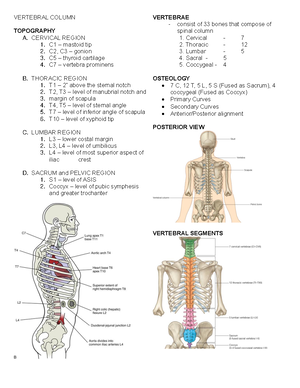 Upper Limb - Radiographic Positioning - UPPER LIMB ANATOMY The hand ...