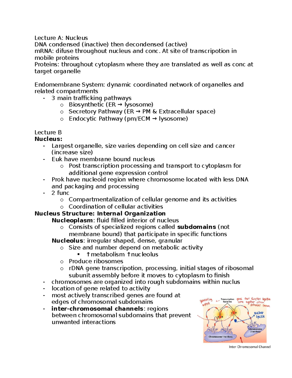 MCB 2050: Comprehensive Exam Notes on Nucleus and Endomembrane System ...