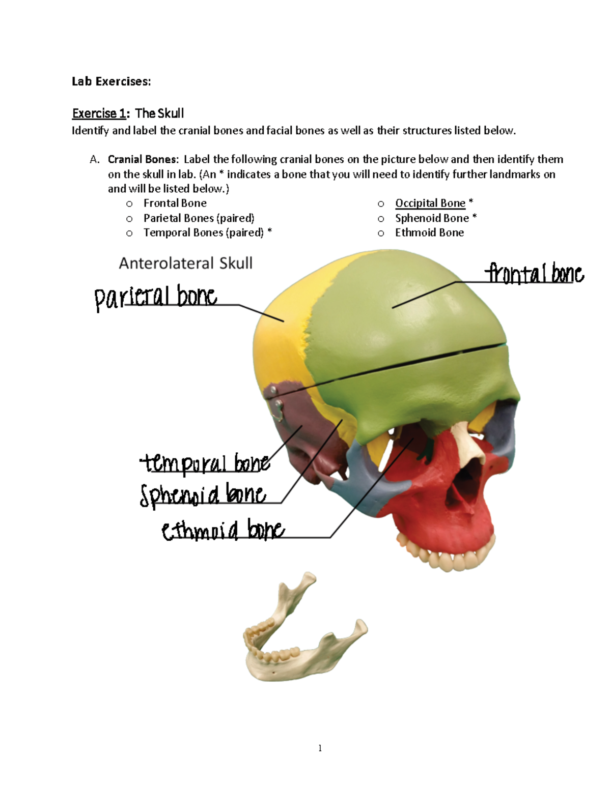Axial Skeleton Lab Exercises and Identifications (Biology 101) - Studocu