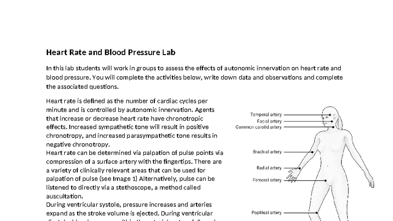 BIO 211L Lab Activity: Heart Rate & Blood Pressure Assessment - Studocu