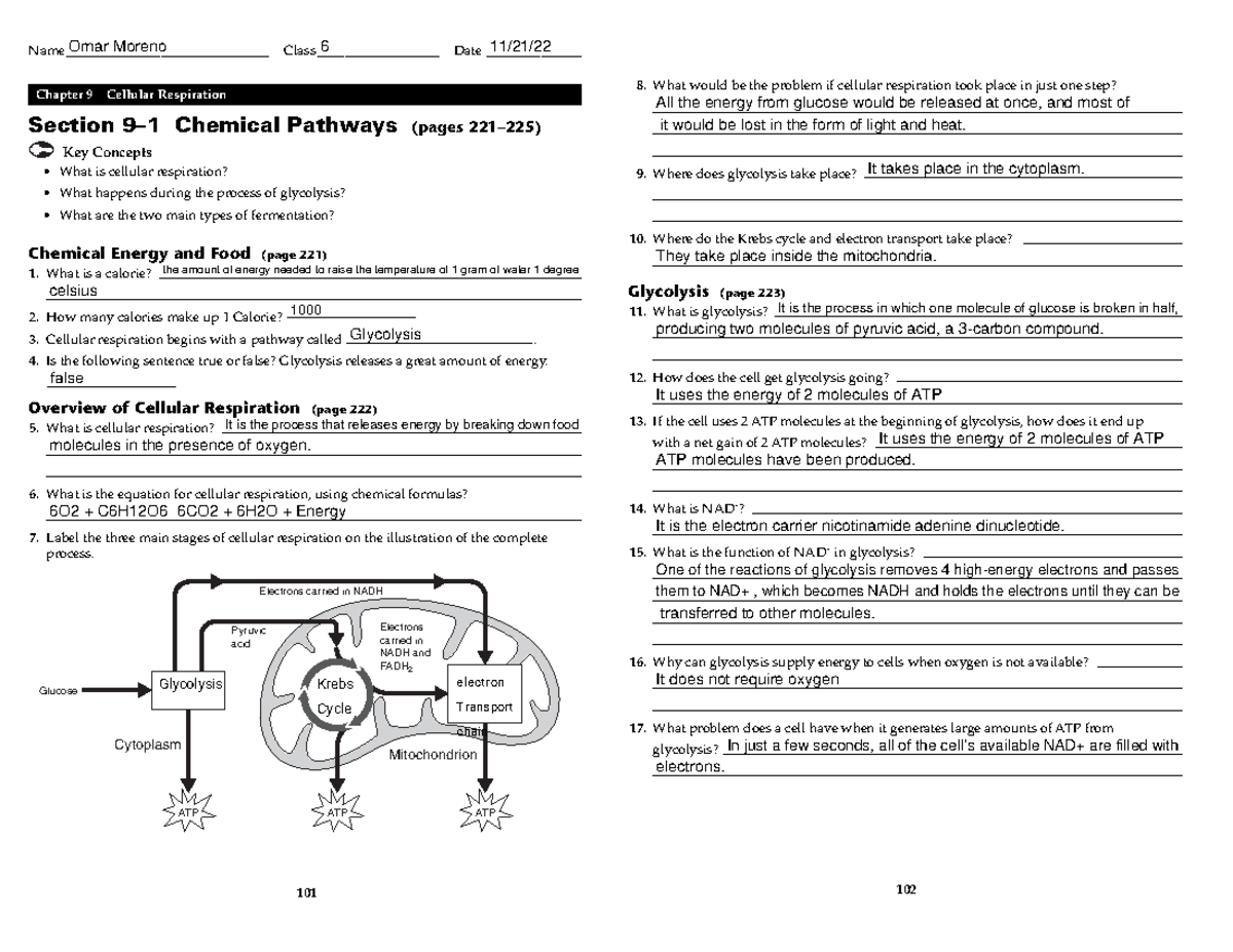 Chapter 9 Cellular Respiration Worksheet Answer Key