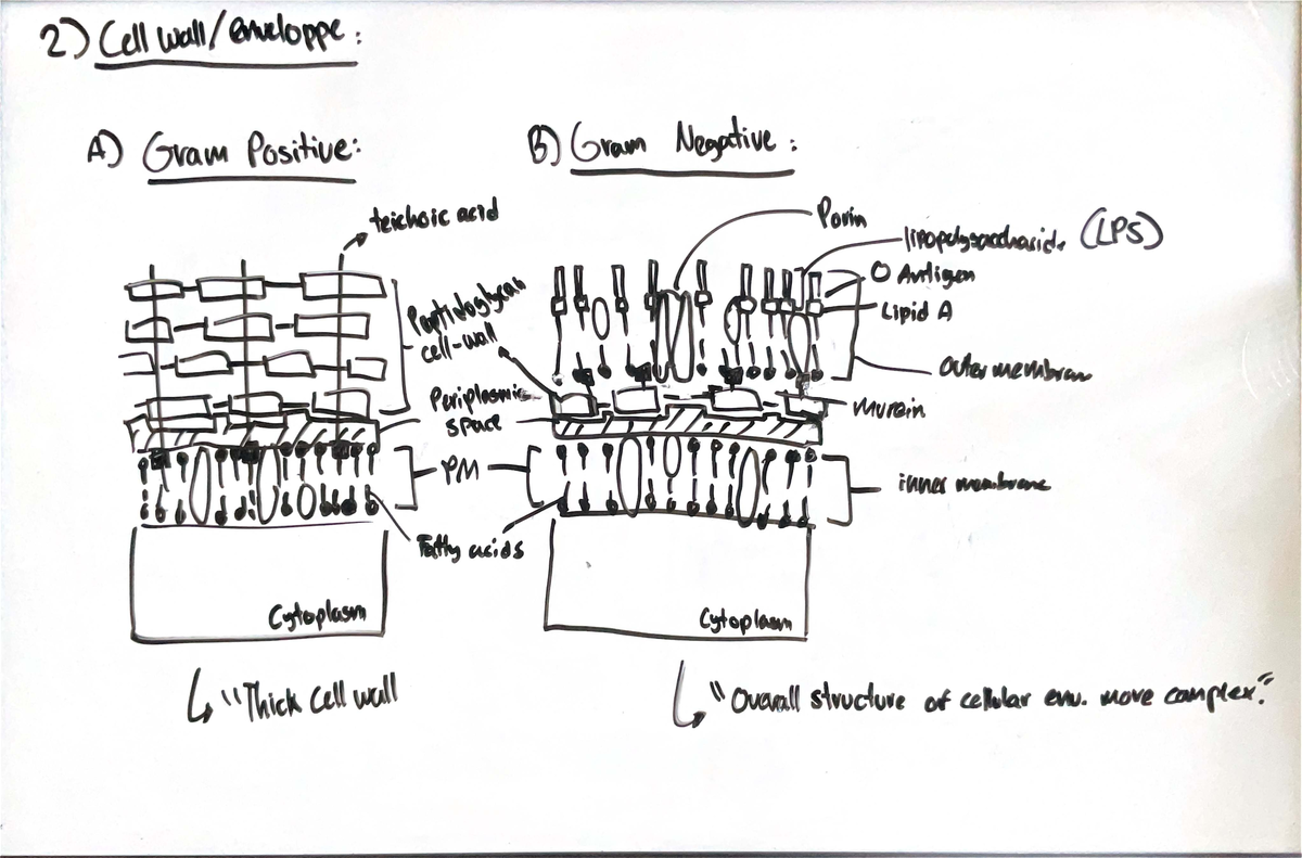 Cell Membrane Notes: Gram Positive & Negative Structures (D404) - Studocu