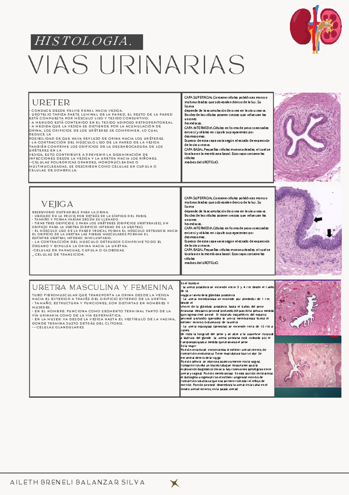 Histología De La Uretra Prostática