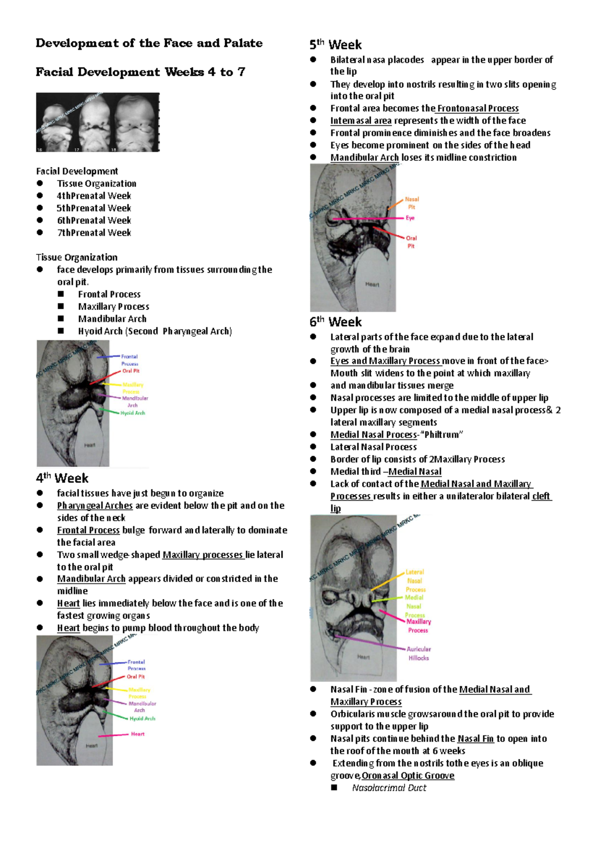 Finals- Reviewer - Development of the Face and Palate Facial ...