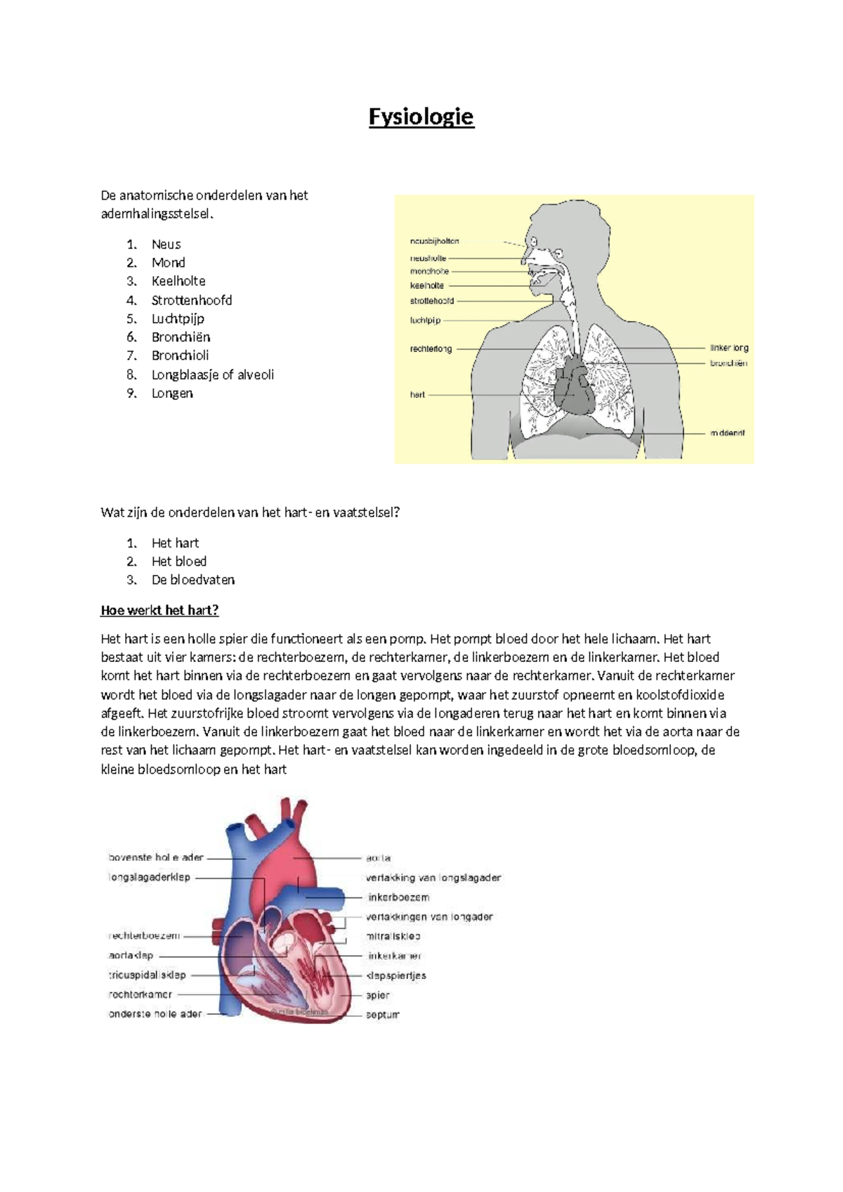 Fysiologie: Anatomie van het Ademhalings- en Vaatstelsel (MZK ...