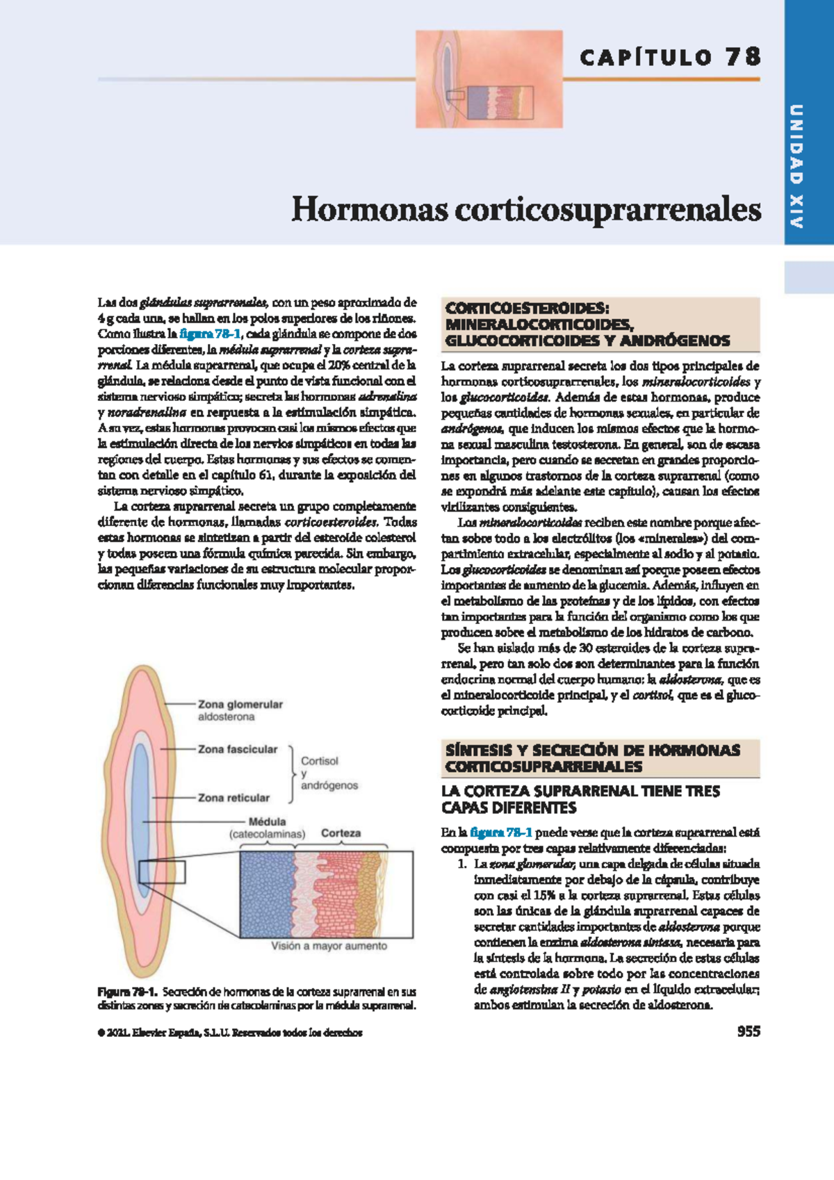 CAP 78 Hormonas Corticosuprarrenales: Funciones y Regulación - Studocu
