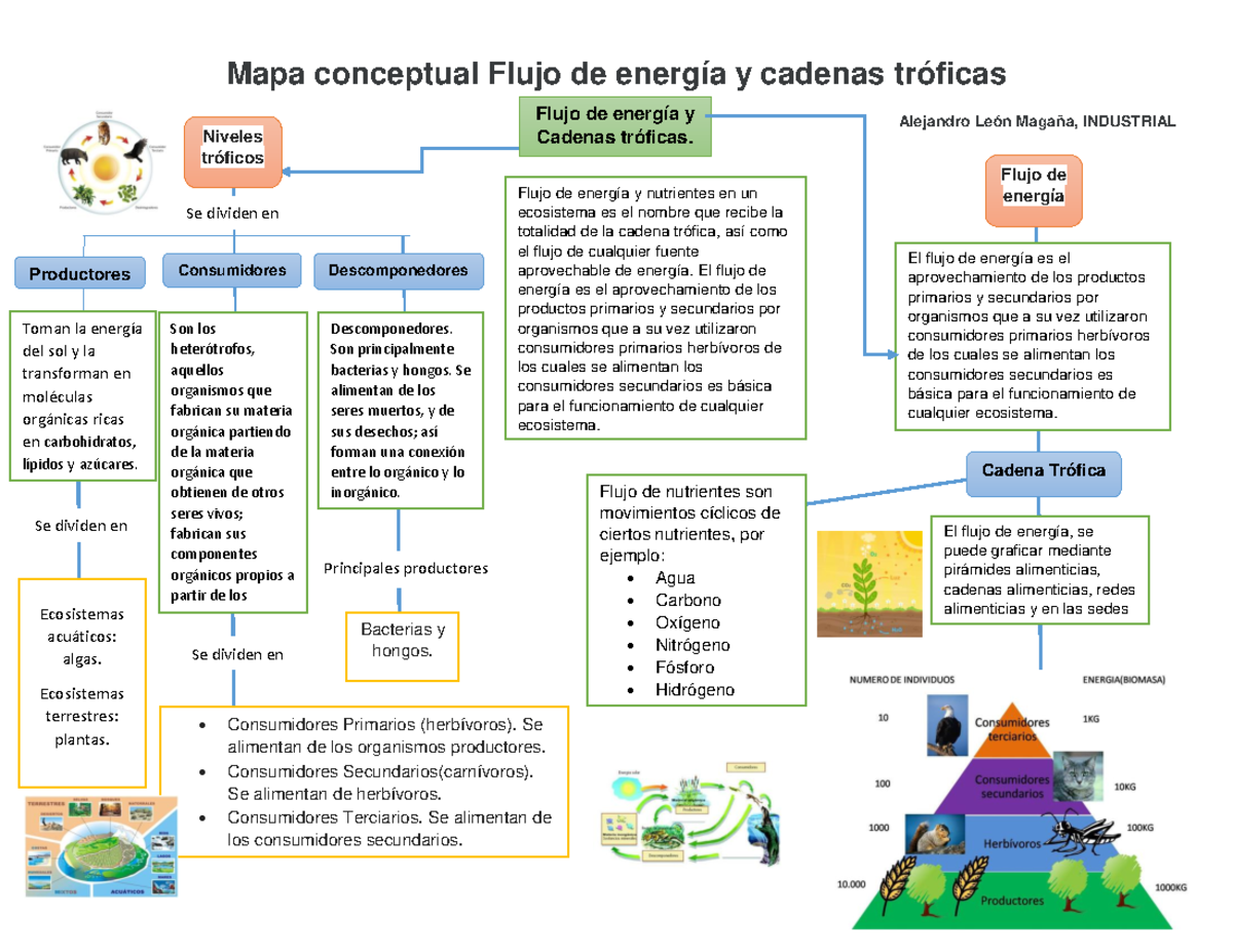 Actividad 2: Mapa Conceptual del Flujo de Energía y Cadenas Tróficas ...