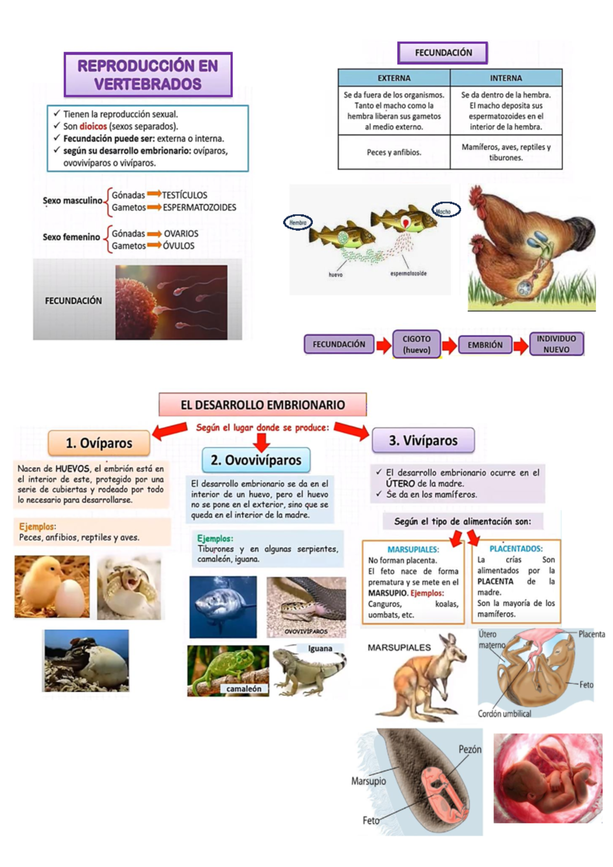Reproducción Animal en Vertebrados: Fecundación Interna y Externa - Studocu