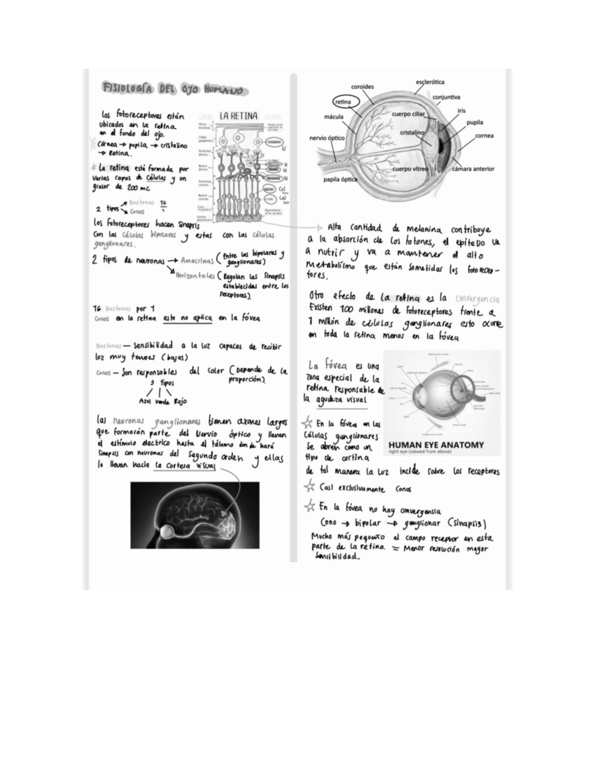 Oftat 2: Anatomía y Fisiología del Ojo Humano - Apuntes de Clase - Studocu