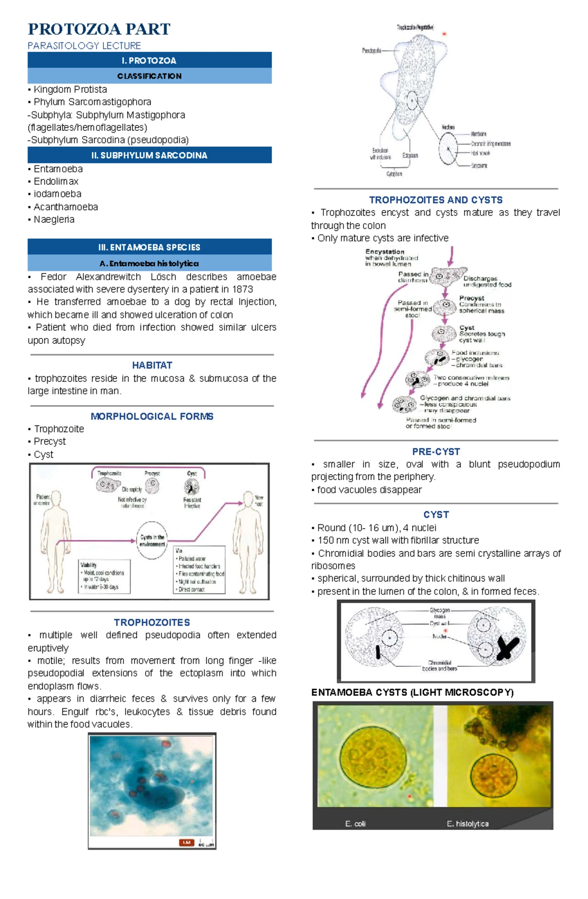 TREMATODES PARASITOLOGY LAB: GENERAL CHARACTERISTICS & LIFE CYCLE - Studocu