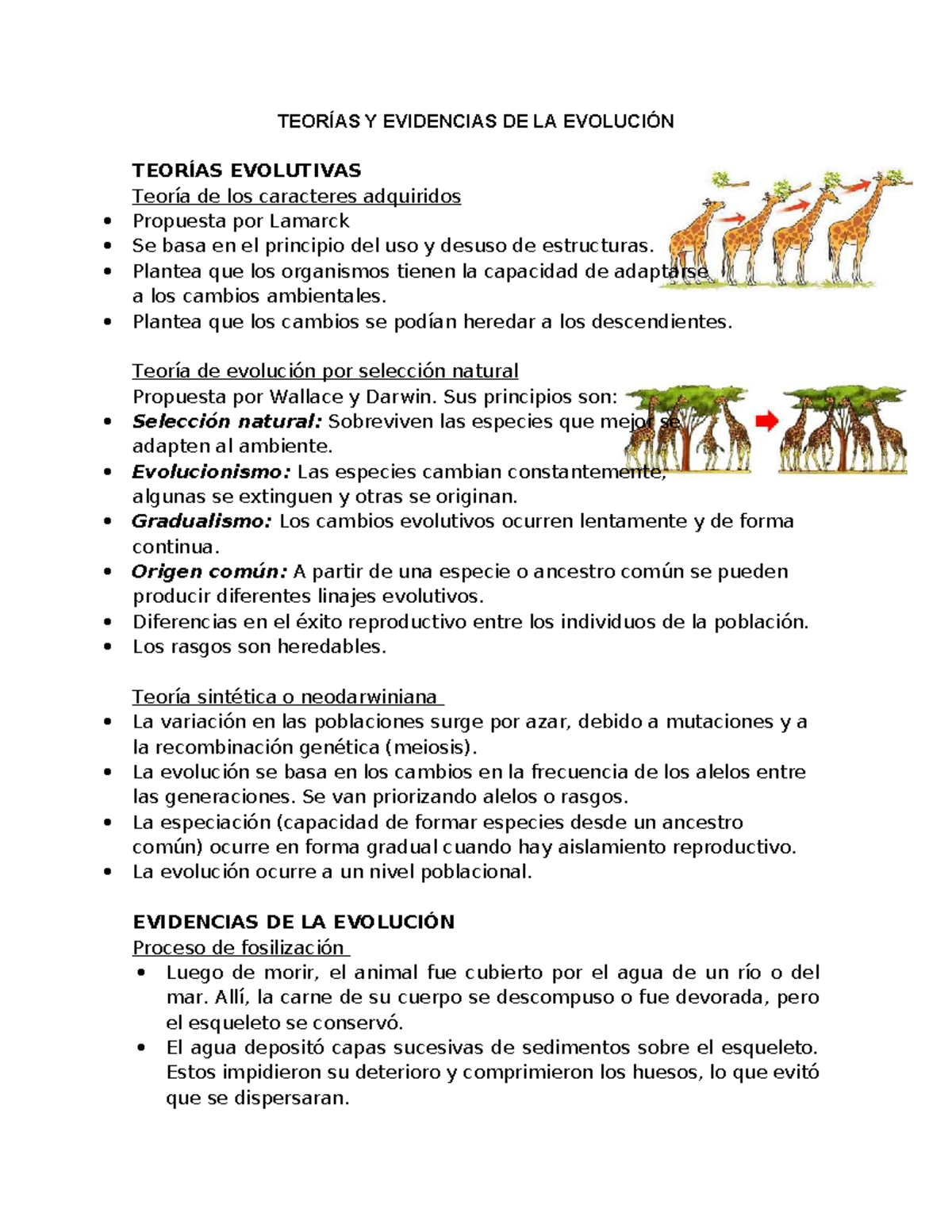 Teorías y Evidencias de la Evolución: Un Análisis Completo - Studocu