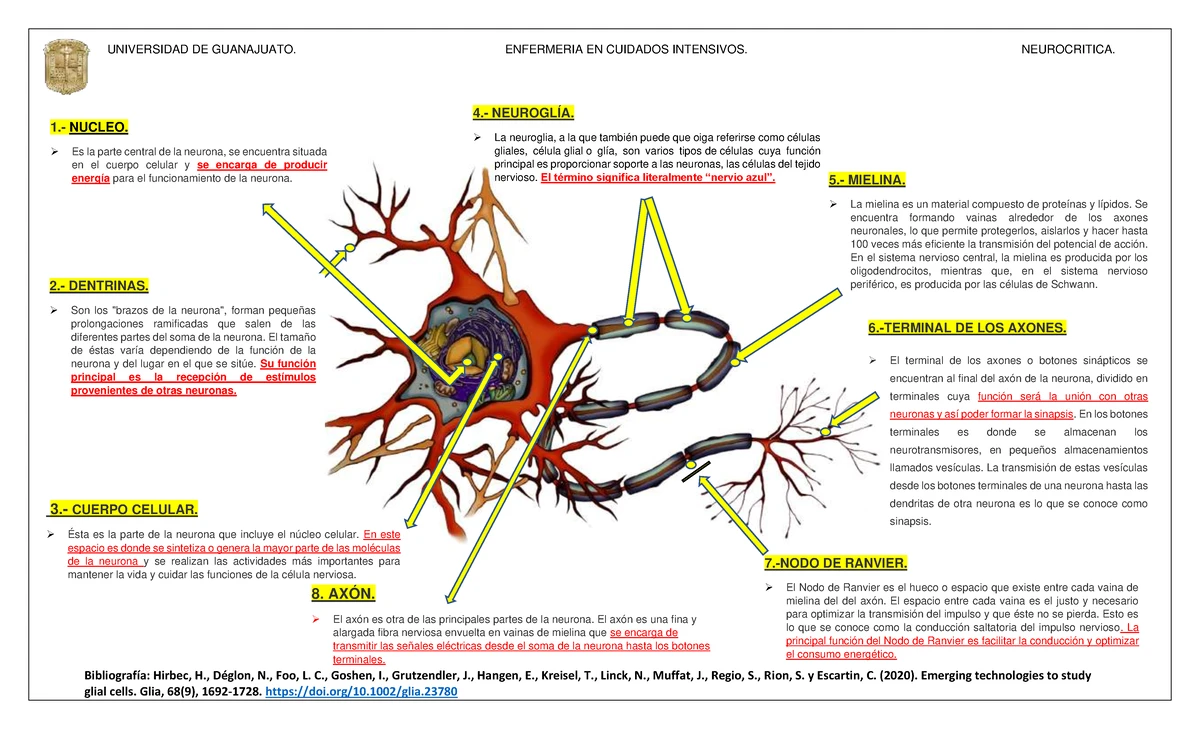 Anatomía Del Puente De Varolio Sistema Nervioso Central Wikipedia,