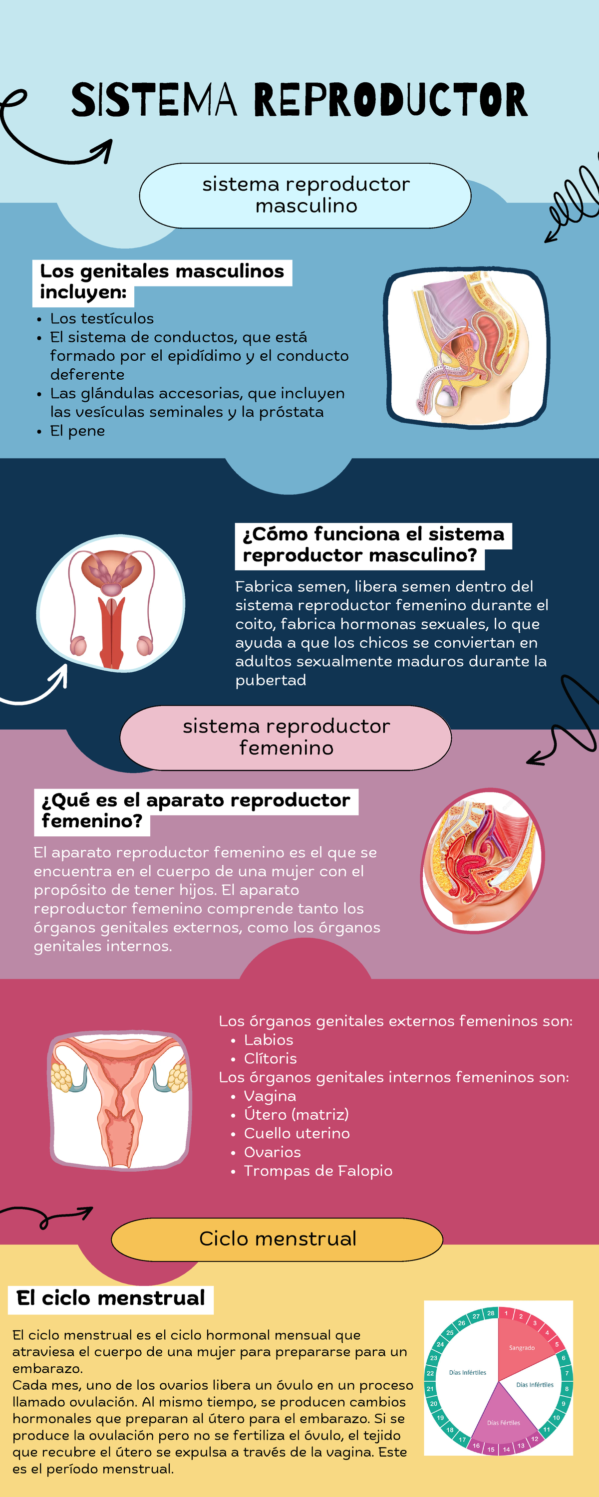 Sistema Reproductor Masculino Y Femenino