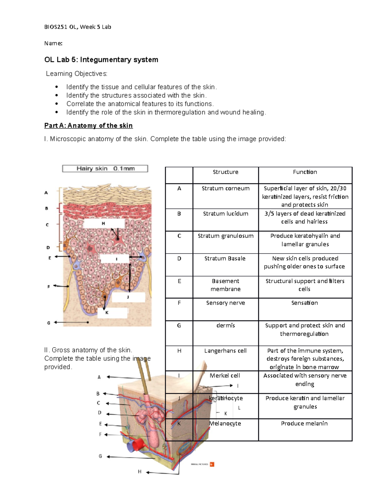 WK 5 LAB - Integumentary System Structure, Function & Wound Healing ...