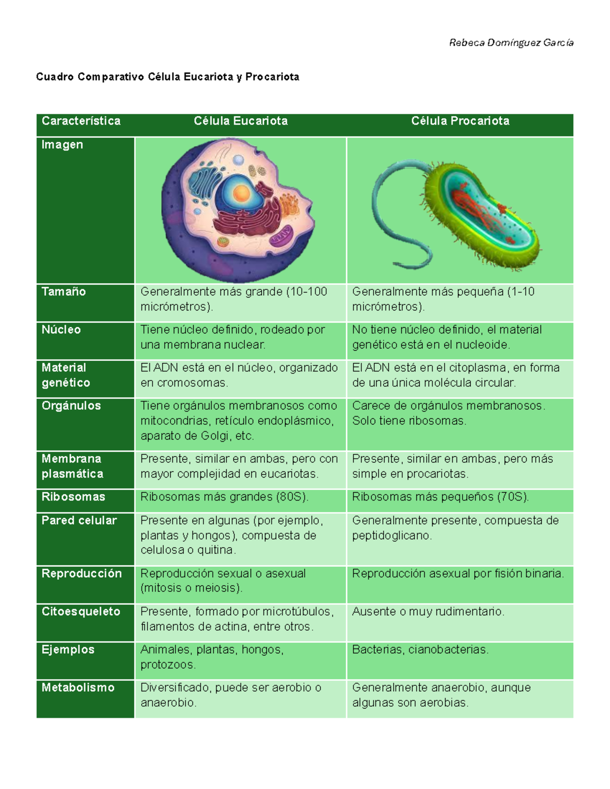 Cuadros Comparativos Entre Clula Procariota Y Eucariota Cuadro