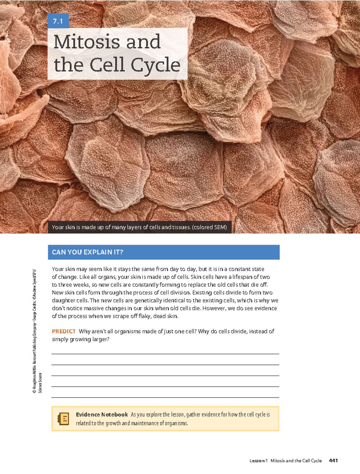 Mitosis & Cell Cycle Overview: Key Concepts & Activities (BIO101) - Studocu