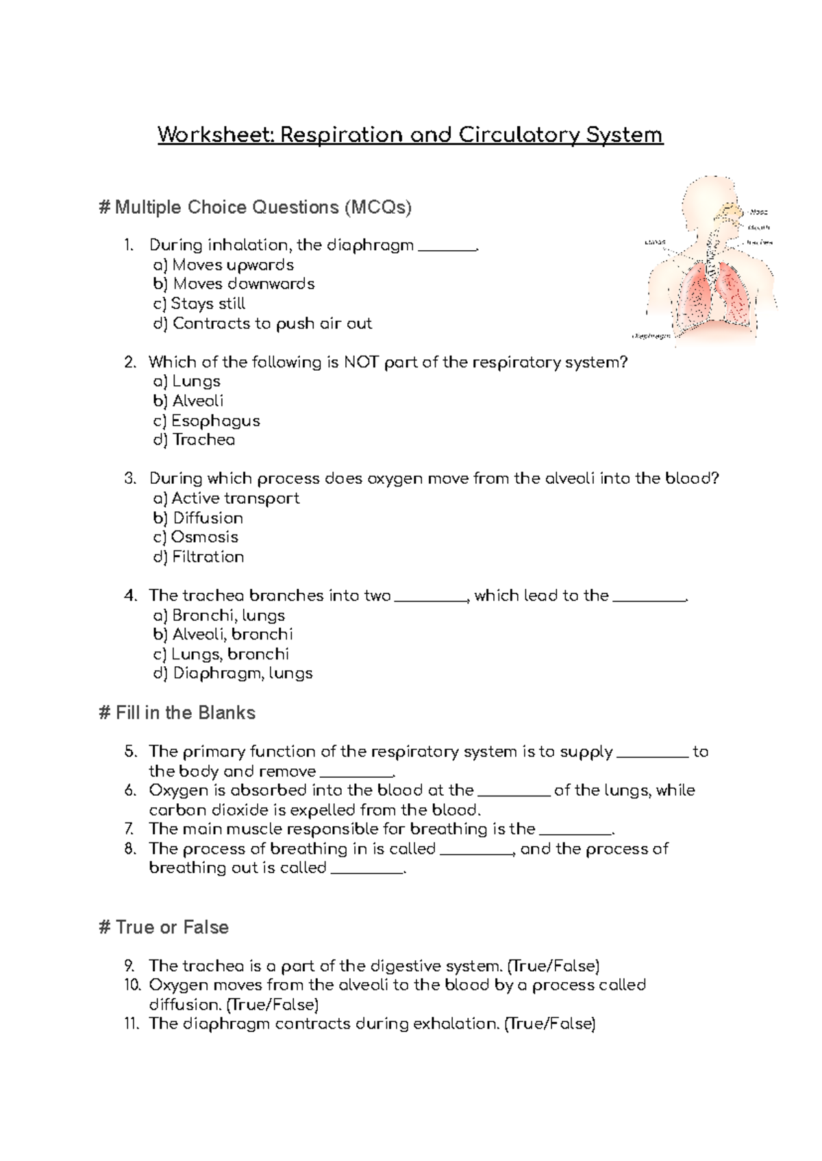 Worksheet Respiration and Circulatory System - a) Moves upwards b ...
