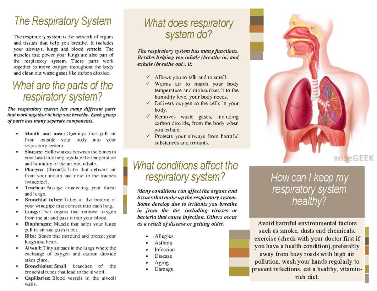 Respiratory System Overview: Functions, Parts, and Health Tips - Studocu