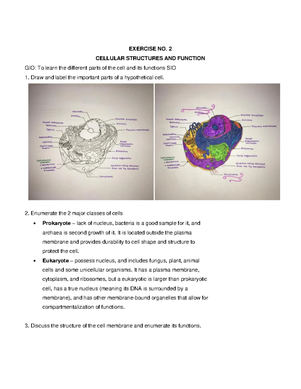 Anatomy & Physiology: Lymphatic System Overview and Functions - Studocu