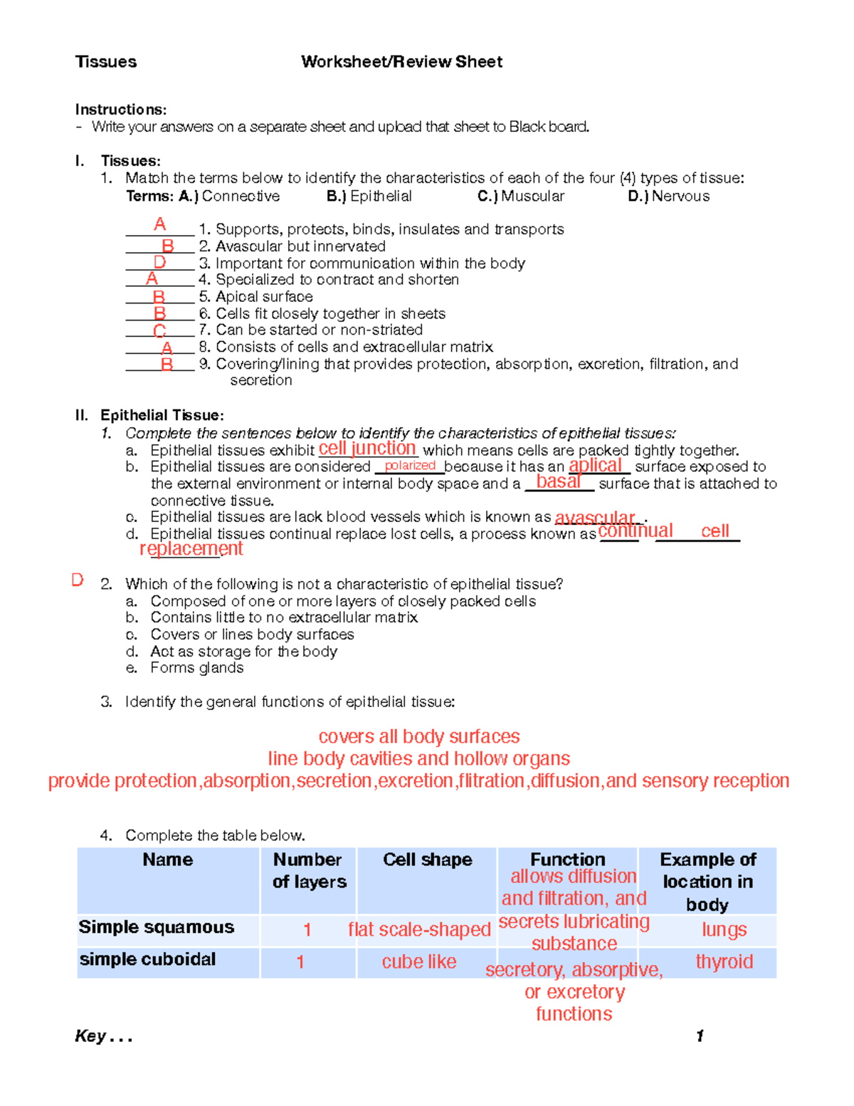 Tissue Worksheet Review for Anatomy & Physiology (BIO101) - Studocu