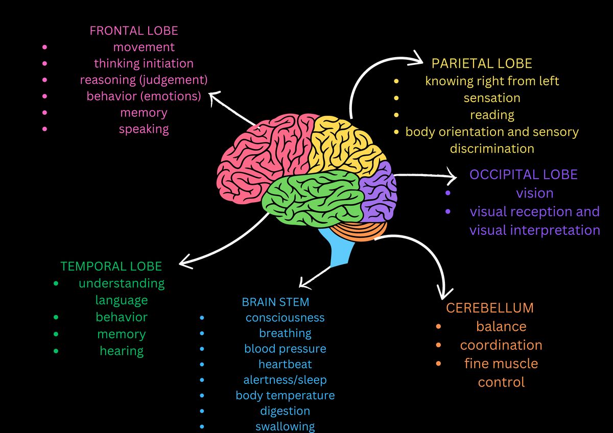 680 infographic - OCCIPITAL LOBE vision visual reception and visual ...
