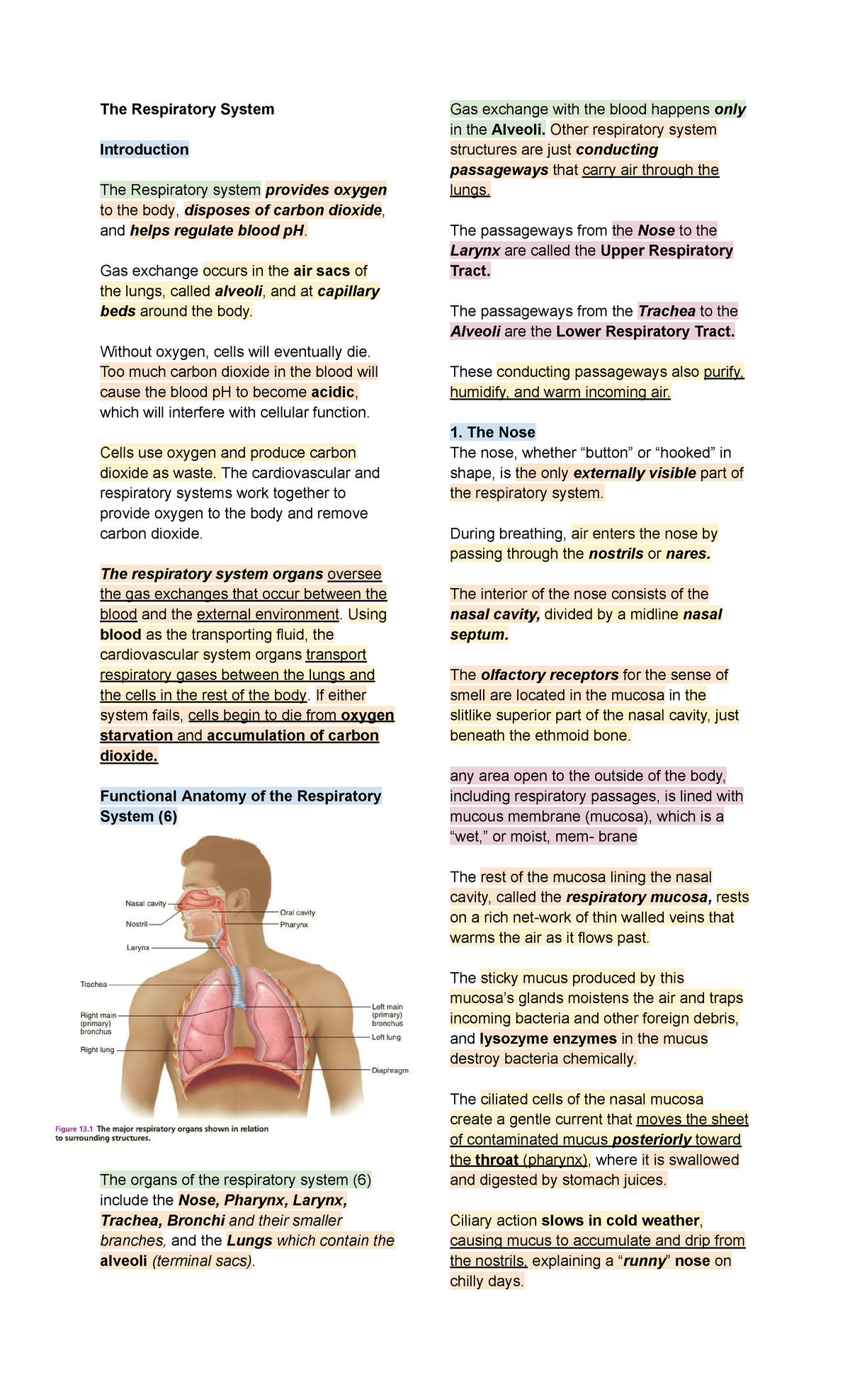 Respiratory System Overview: Anatomy, Function, and Disorders (BIO 101) - Studocu