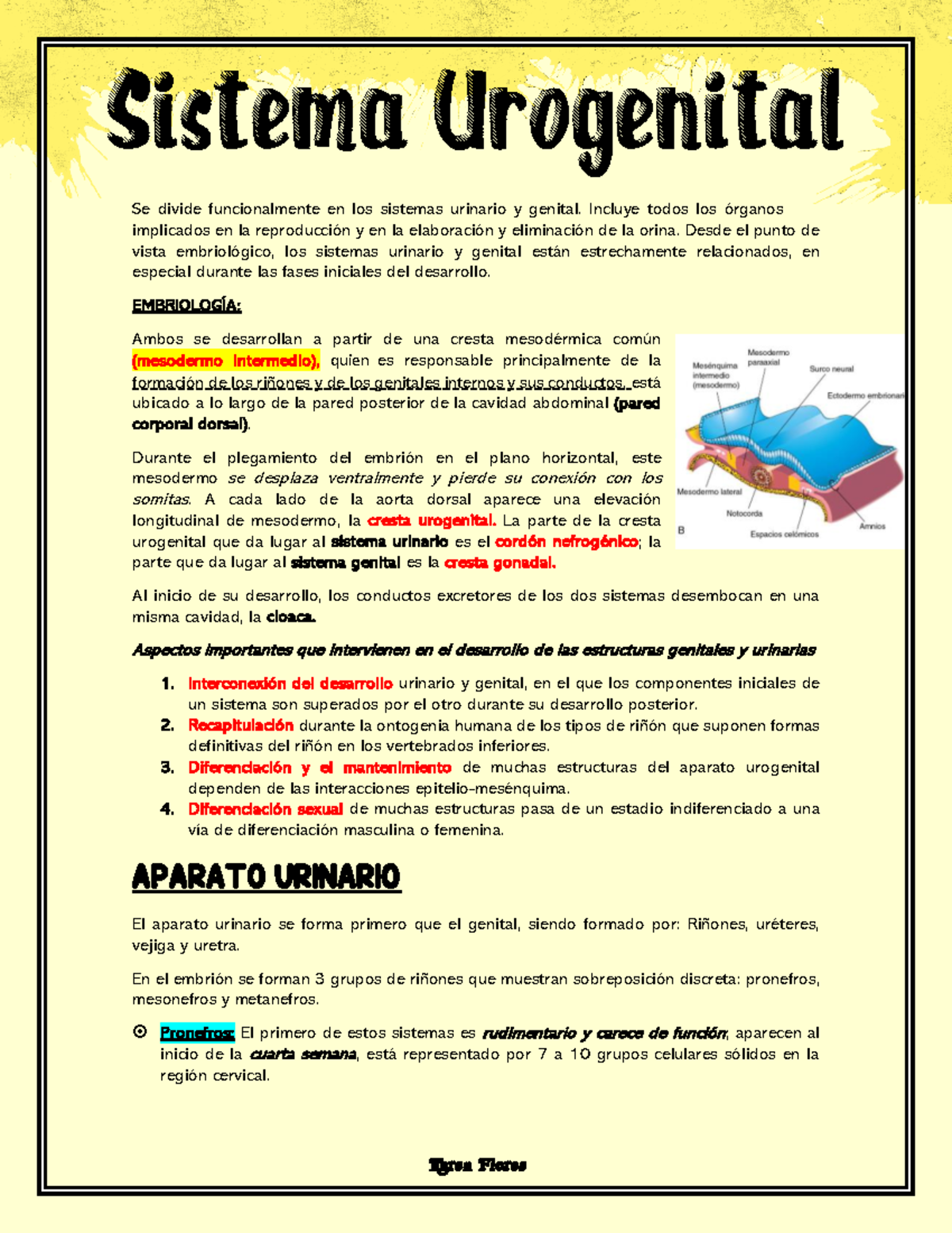 Resumen 20. Desarrollo del Sistema Urogenital: Urinario y Genital - Studocu