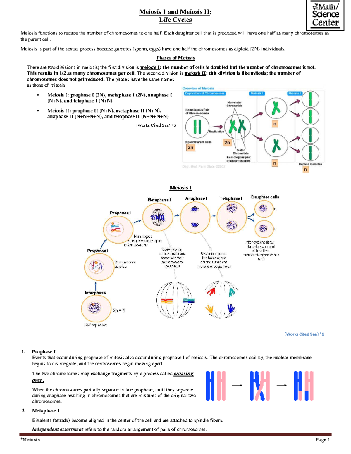 Meiosis-i-meiosisii - information - *Meiosis Page 1 Meiosis I and ...