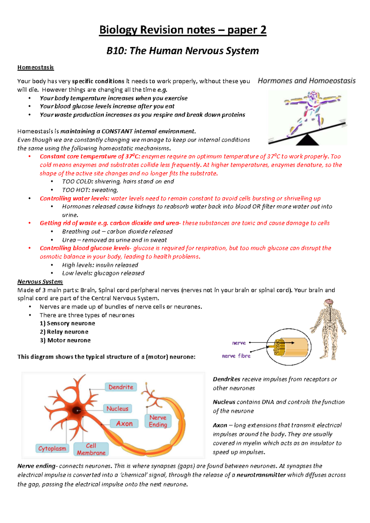 Biology Paper 2 Revision Notes: The Human Nervous System & Homeostasis ...