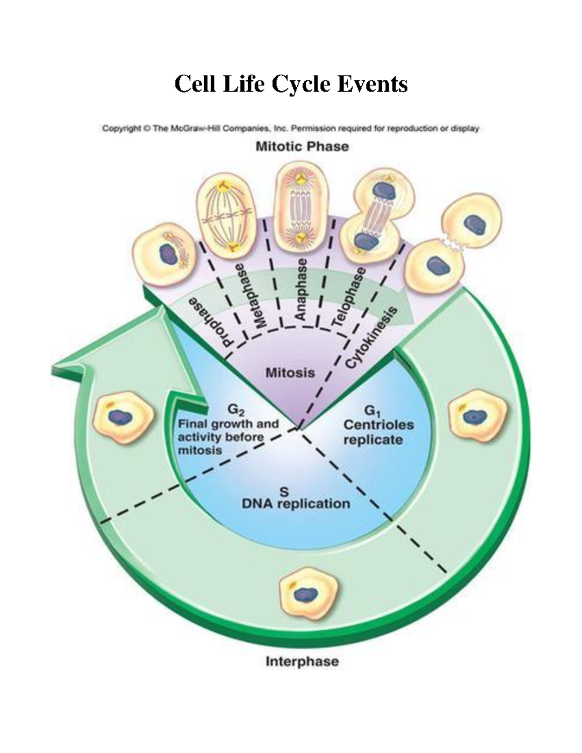 Cell Life Cycle Events - New Horizons Conference Presentation - CHE 102 ...