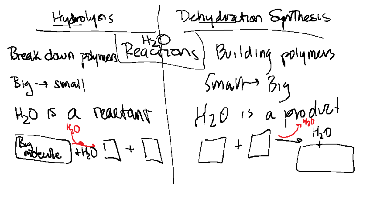Hydrolysis and Dehydration Synthesis: Study Session 11 (4210105) - Studocu