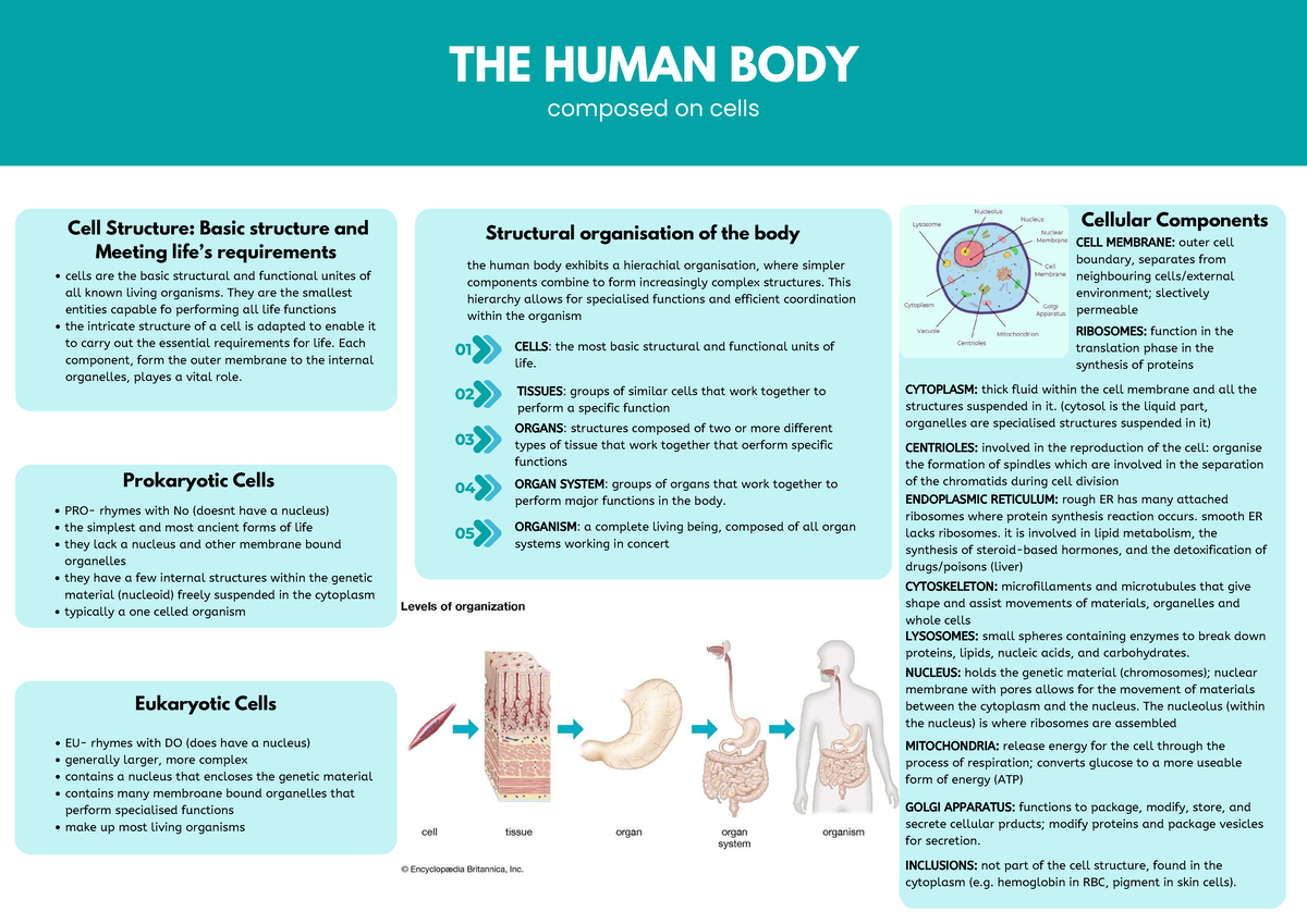 Cell Structure and Function Overview - Studocu