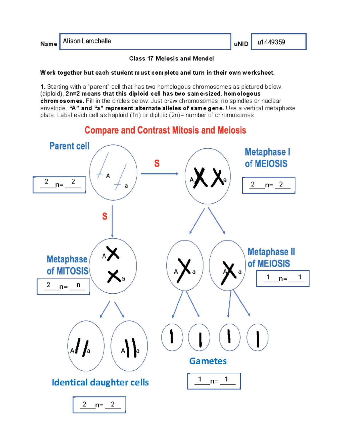 Class 17 Meiosis and Mendel Worksheet - Studocu