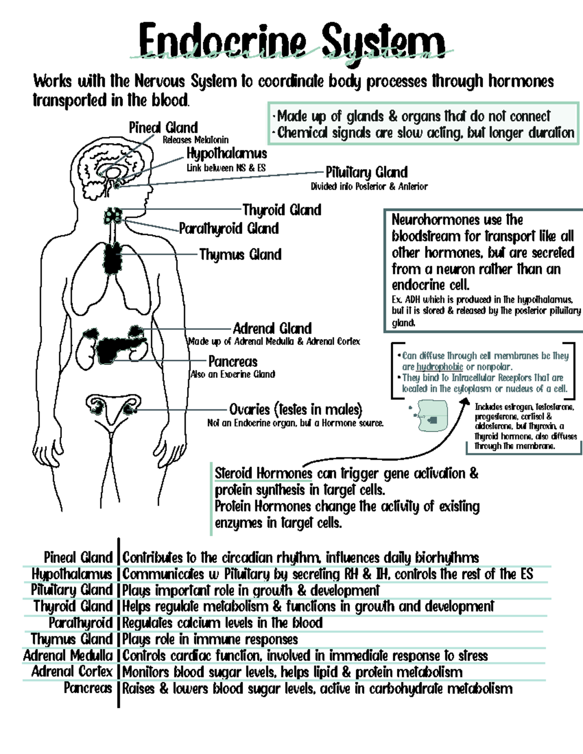 @Alma Castro Endocrine System Study Guide - TEAS - Endocrine System ...