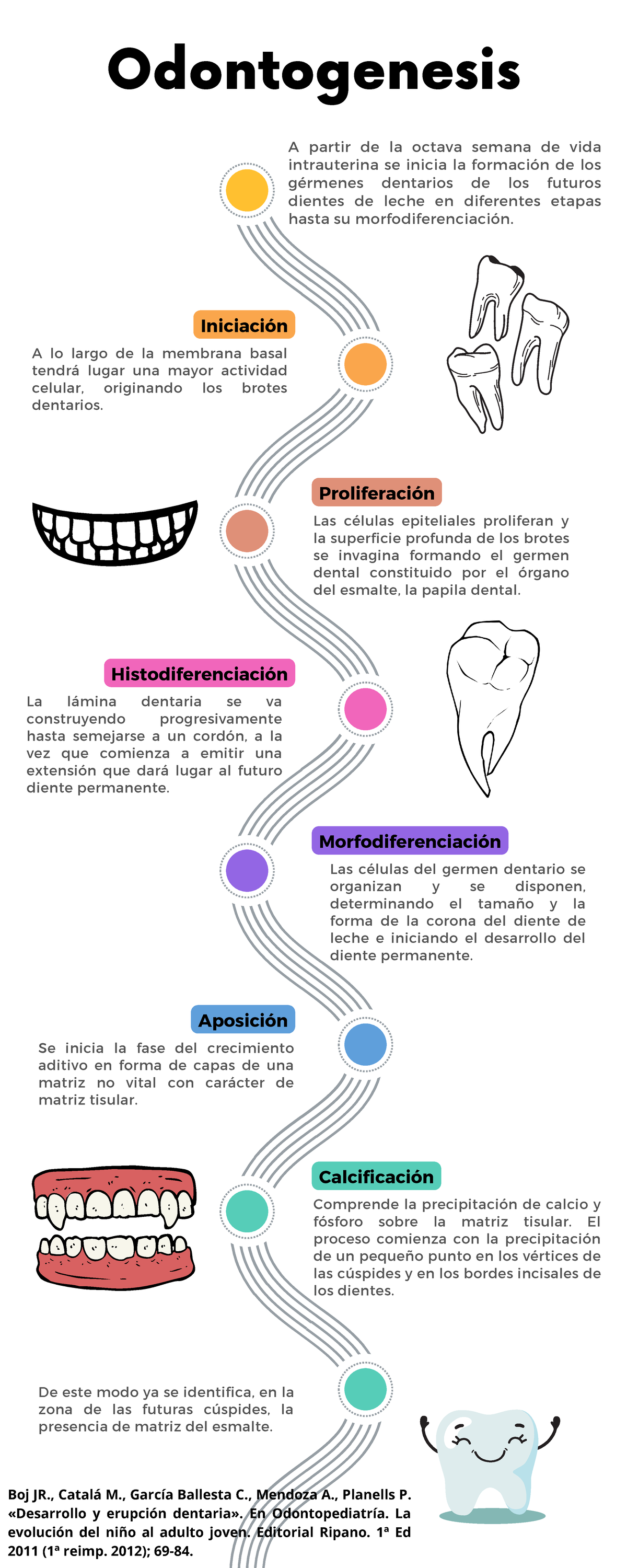 Act3 Odontogénesis: Etapas y Proceso del Desarrollo Dental - Studocu