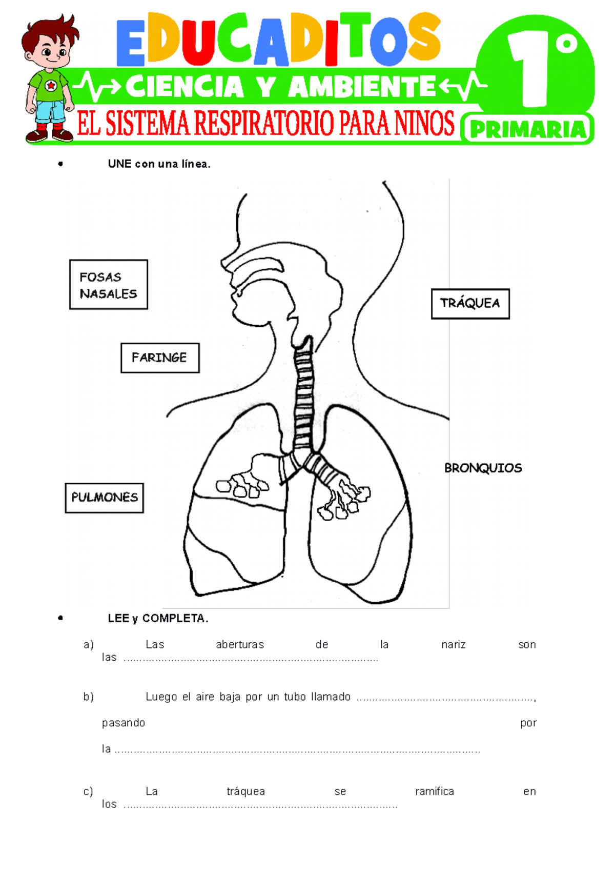 Sistema Respiratorio para Niños: Actividades para Primer Grado - Studocu