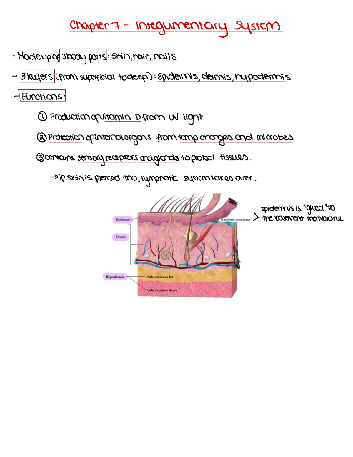 Intergumentary system -Chapter- Integumentary System Made up of body ...