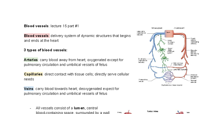 ANP 1105 Final Exam Notes: Blood Vessels and Circulatory System - Studocu