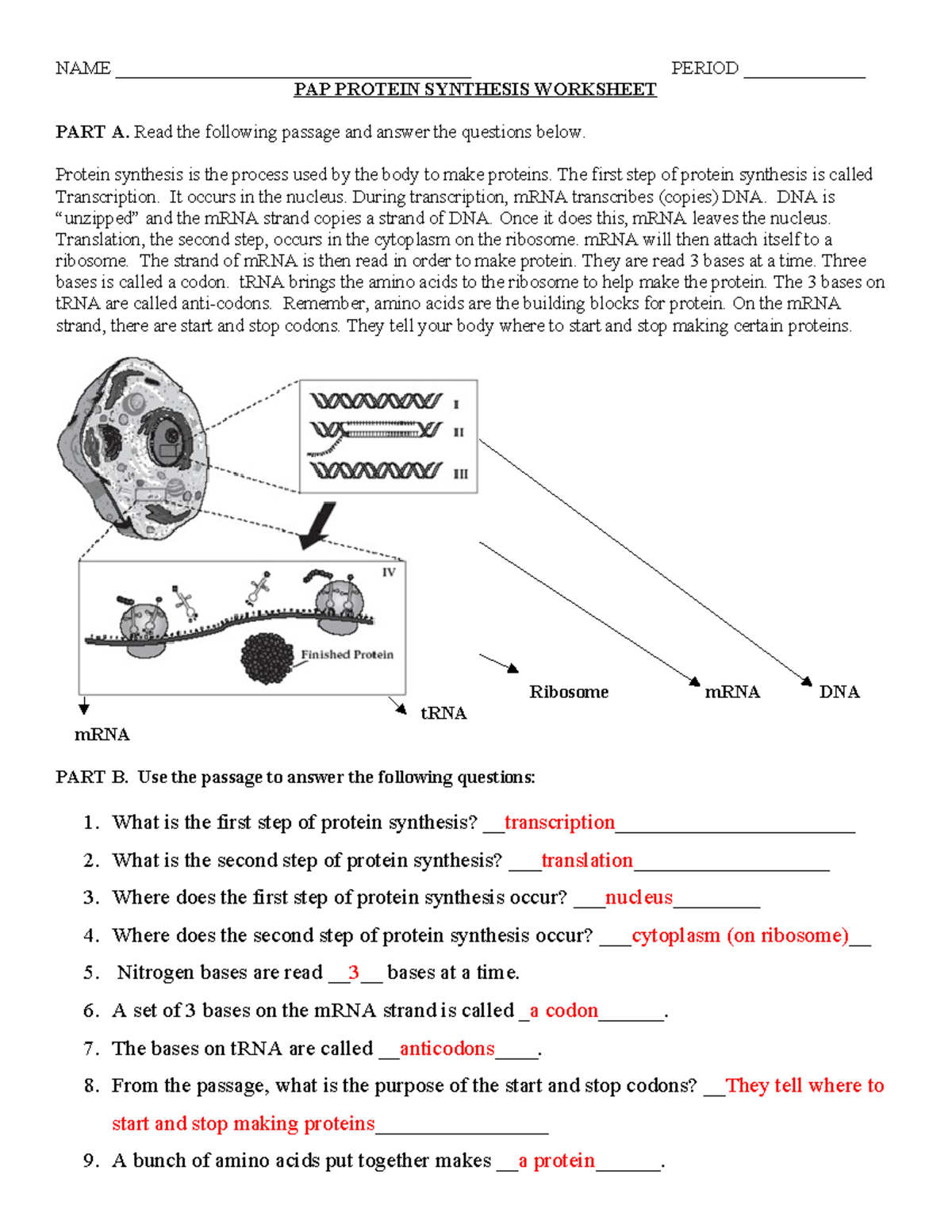 BIO-PROTEIN SYNTHESIS WORKSHEET: Steps and Amino Acid Sequences - Studocu