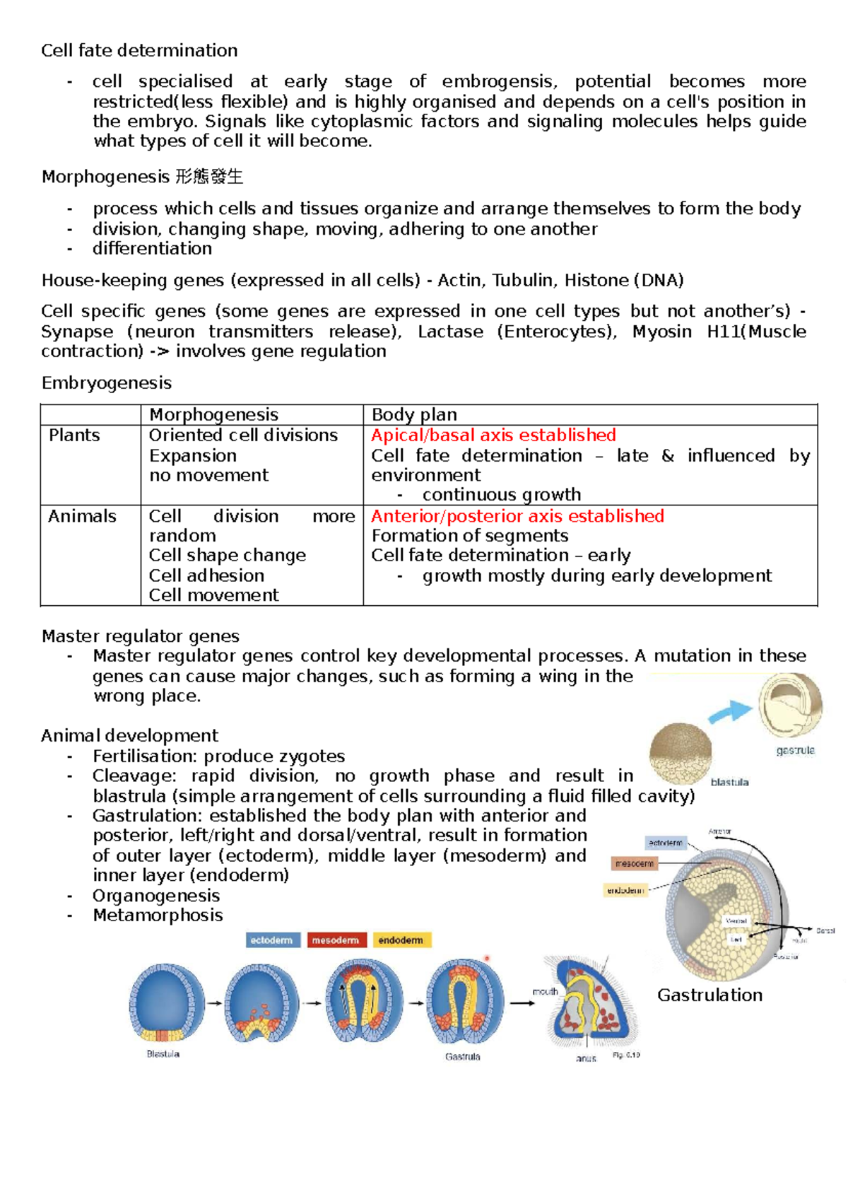 BIO 4: Summary of Cell Fate Determination and Morphogenesis - Studocu