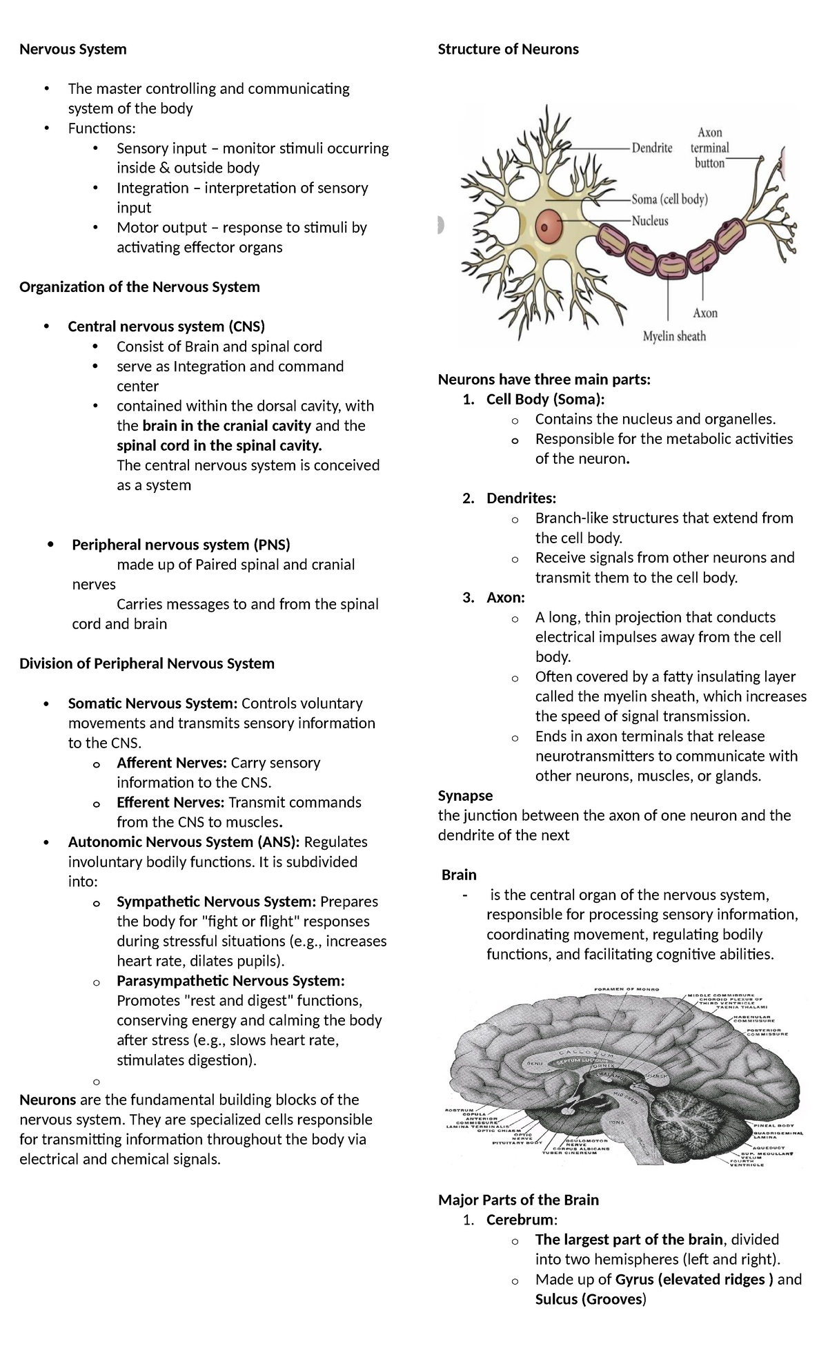 Chapter 8: Nervous System Structure and Function Notes - Studocu
