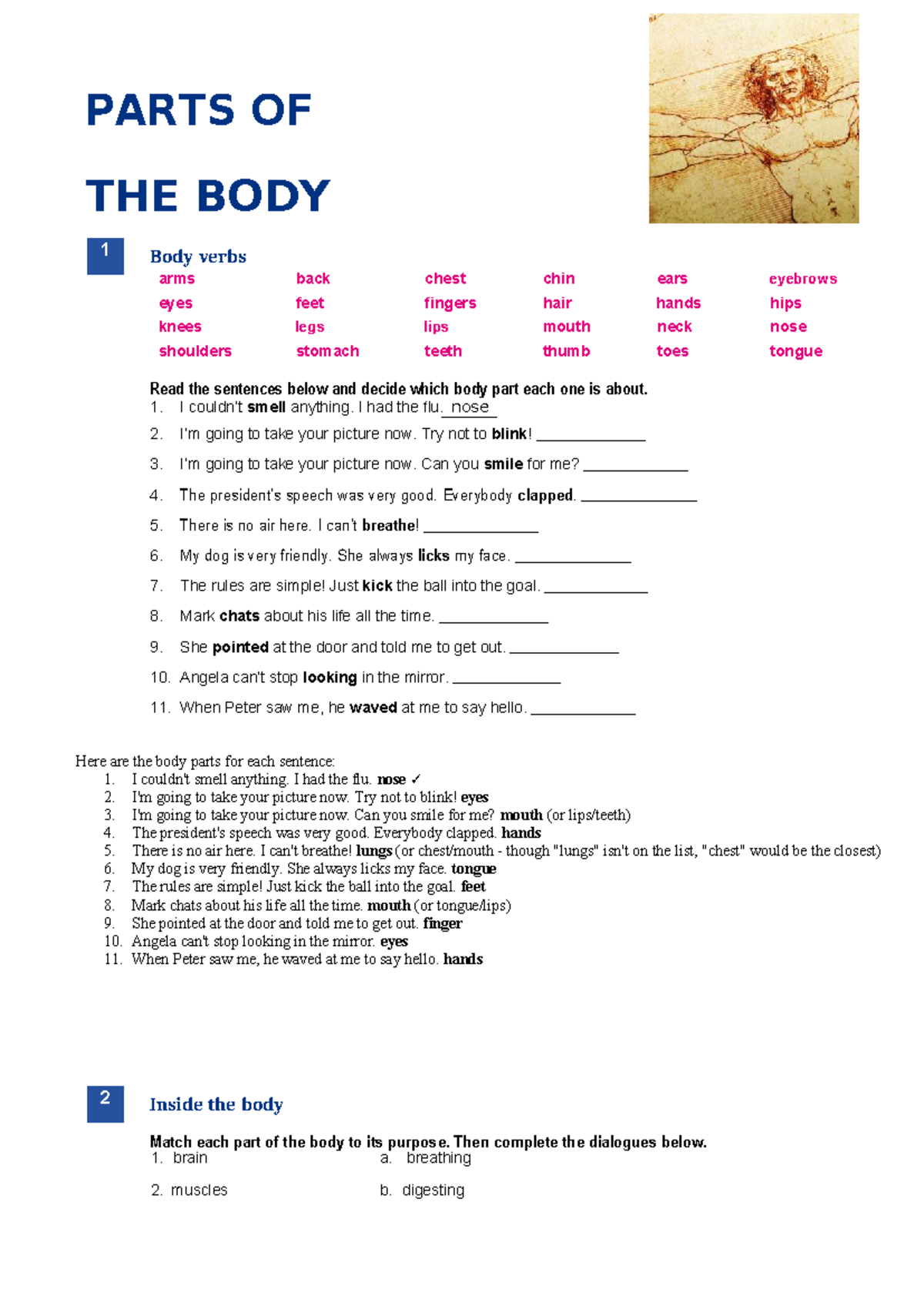 Parts of the Body - Vocabulary for Human Anatomy in English - Studocu