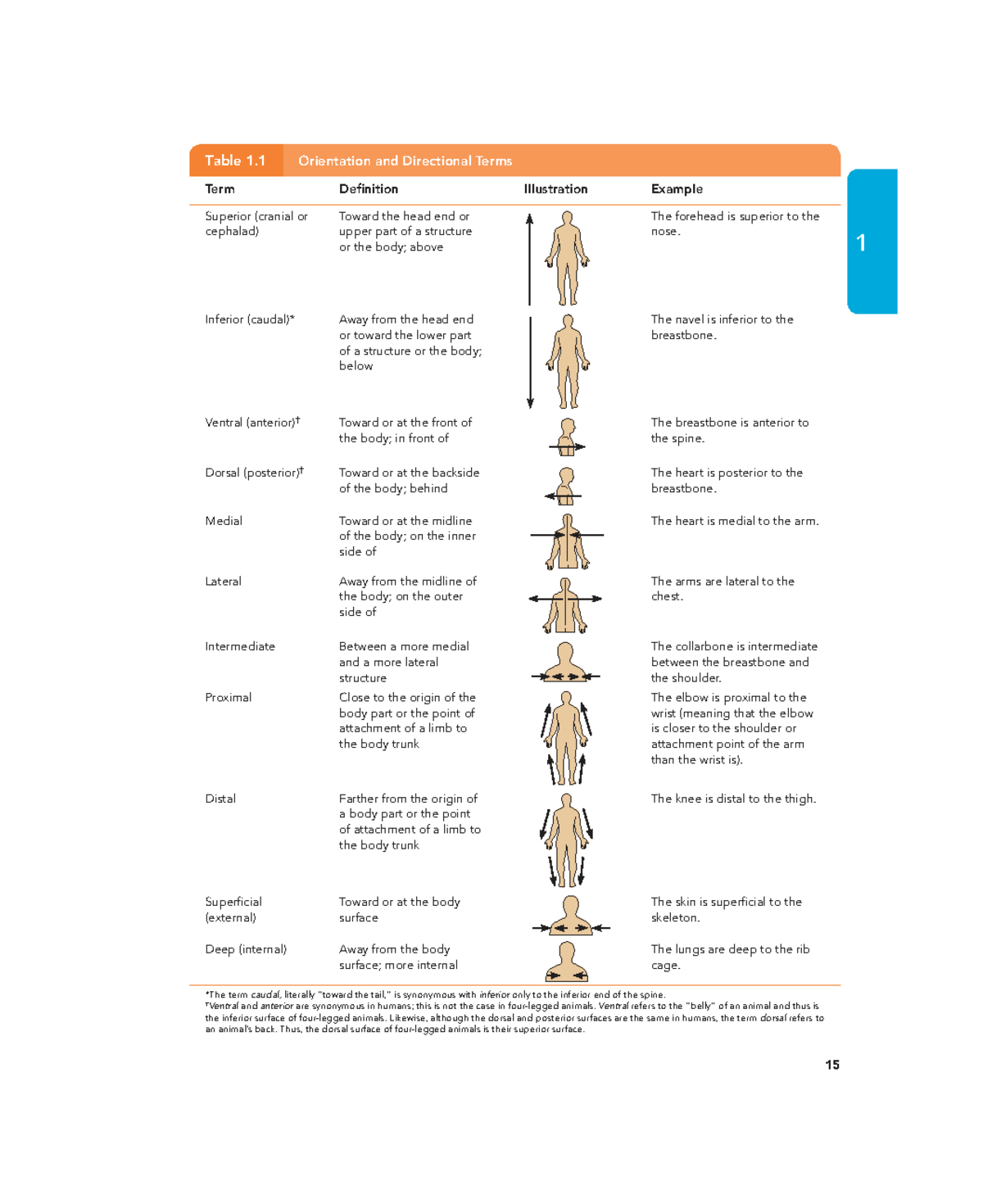 Lesson 3: Directional Terms & Body Regions (Marieb) - Studocu
