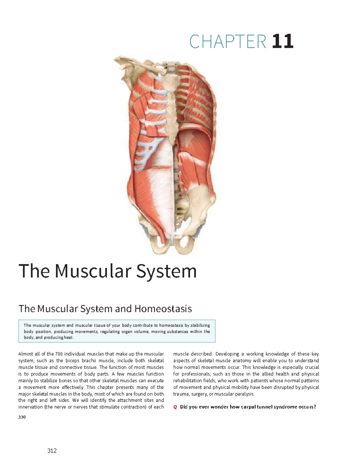 Chapter 11: The Muscular System - Key Concepts for Exam (c11) - Studocu