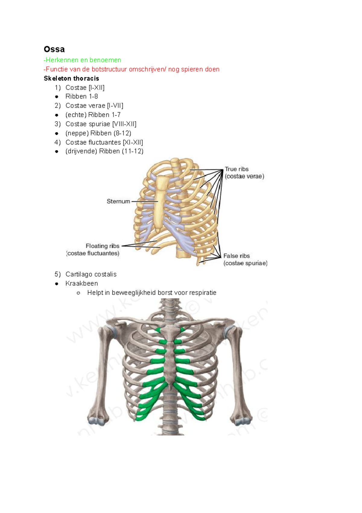 Deeltoets 2: Anatomie van de Thorax en Gewrichten - Studeersnel