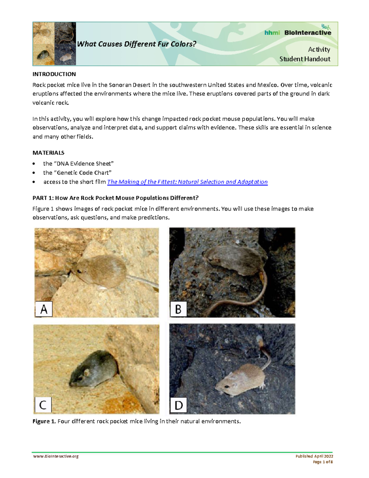 Rock Pocket Mice Fur Color Variations - Student Handout (BIO101) - Studocu