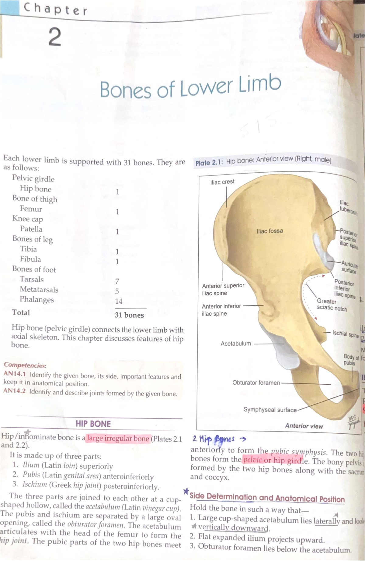 BDC 1 - Chapter 2: Anatomy of Lower Limb Bones - Studocu