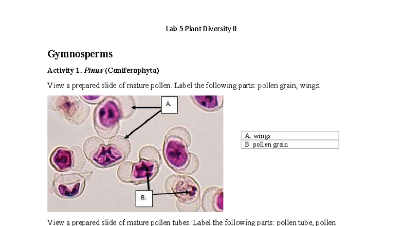 Lab 5 Plant Diversity II: Gymnosperms & Angiosperms Activity Guide ...